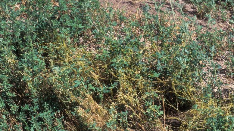 Manejos de malezas en pasturas perennes en base a alfalfa