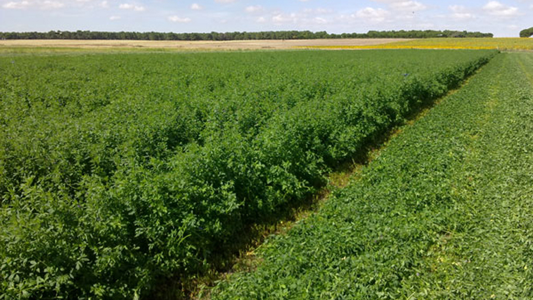 Situación de la producción de la alfalfa en las zonas de riego de Santiago del Estero