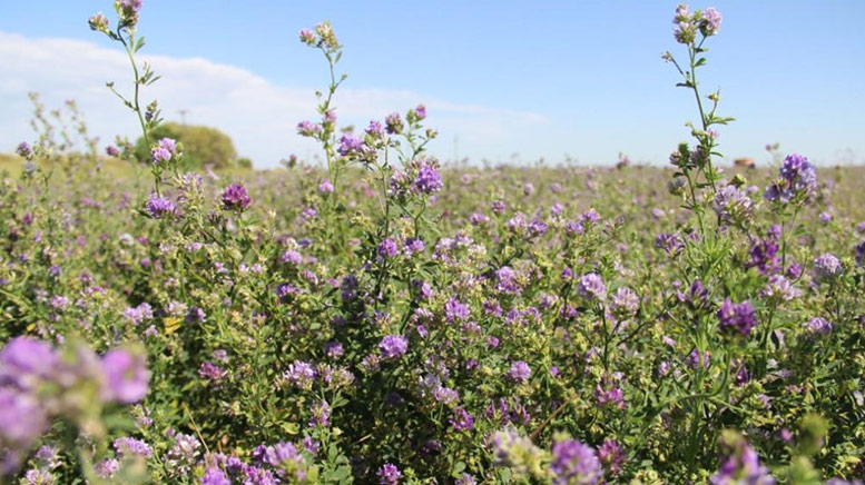 Un insecto, clave para la producción de alfalfa de calidad