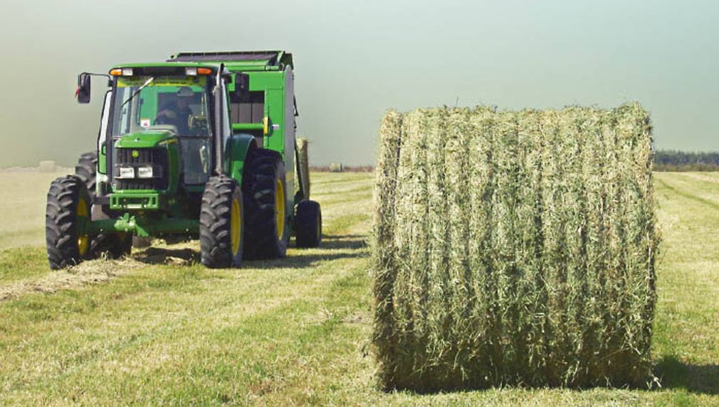 Todo lo que sobra va a rollos y silos de alfalfa