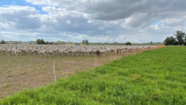 Pastoreo rotativo con ovinos