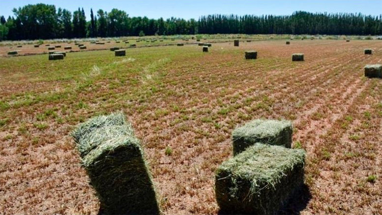 La evolución de los forrajes permite que la ganadería goce de mejor salud