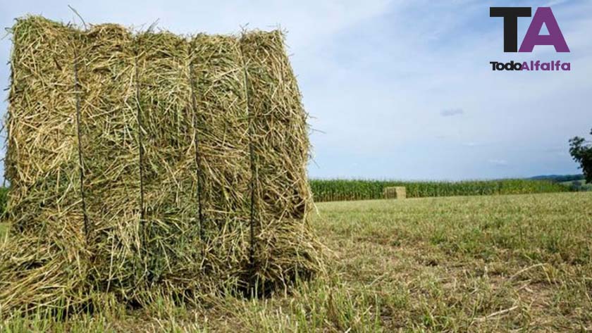 El mundo necesita heno, y el heno necesita agua