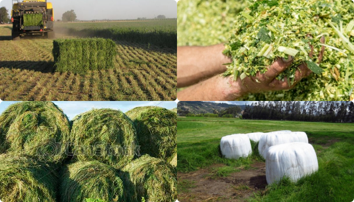 Forrajes: ¿Cómo manejarlos antes la falta de agua?