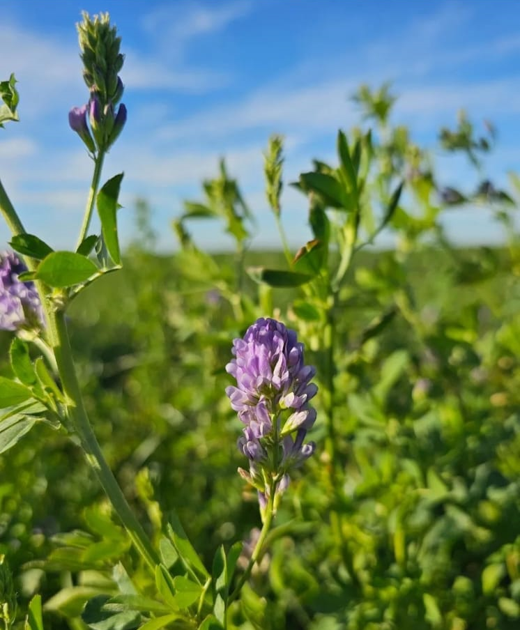 Recomendaciones para planificar la siembra de Alfalfa