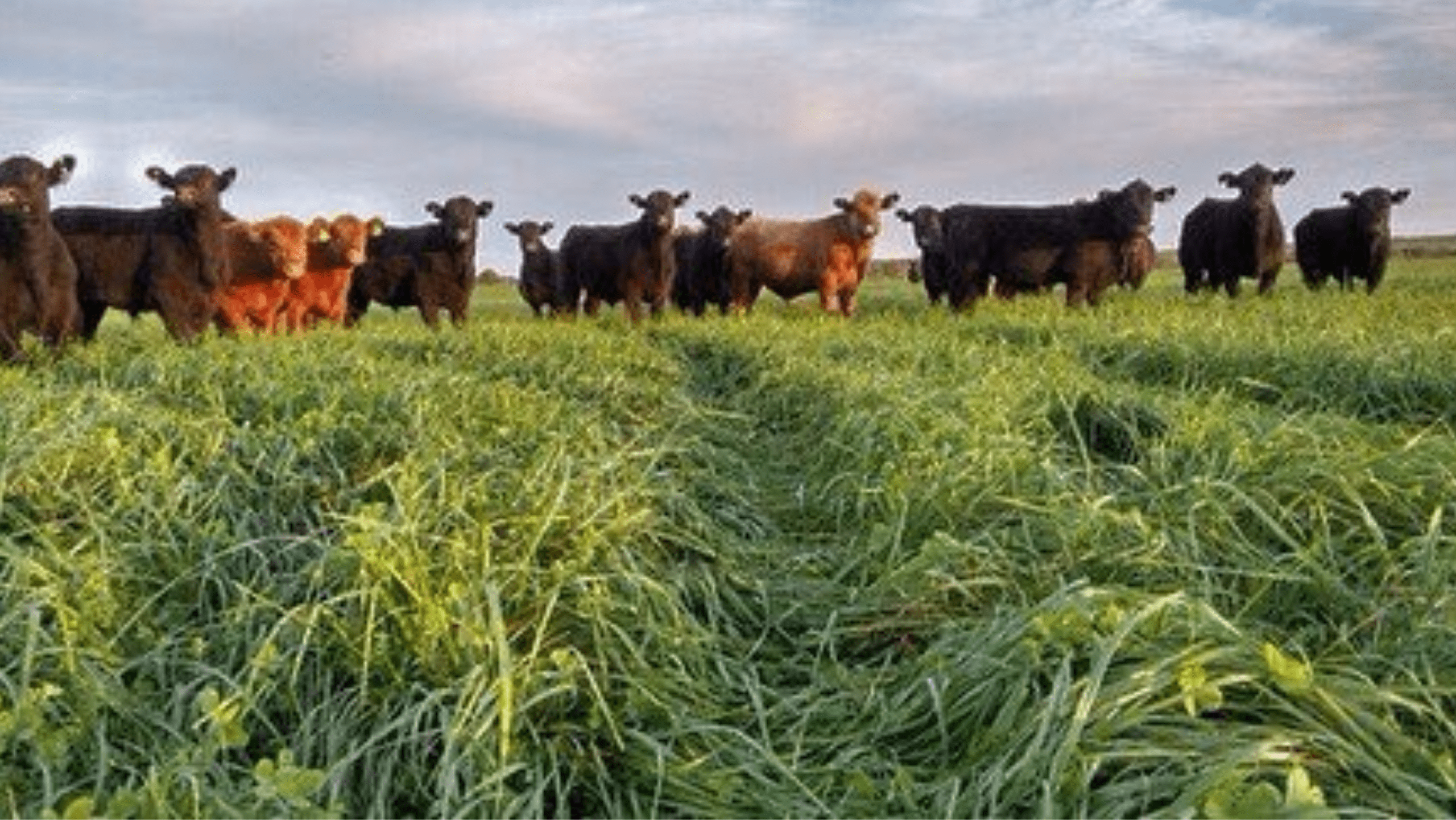 La transición de las pasturas de verano a otoño